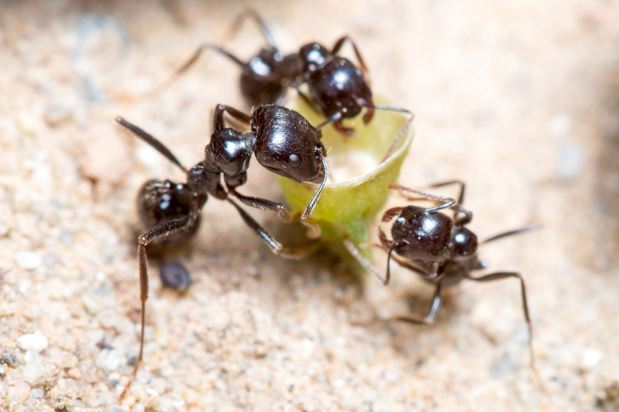 Evolution Challenge: The Harvester Ant Foraging Algorithm | Discovery ... Evolution Challenge: The Harvester Ant Foraging Algorithm | Discovery ...