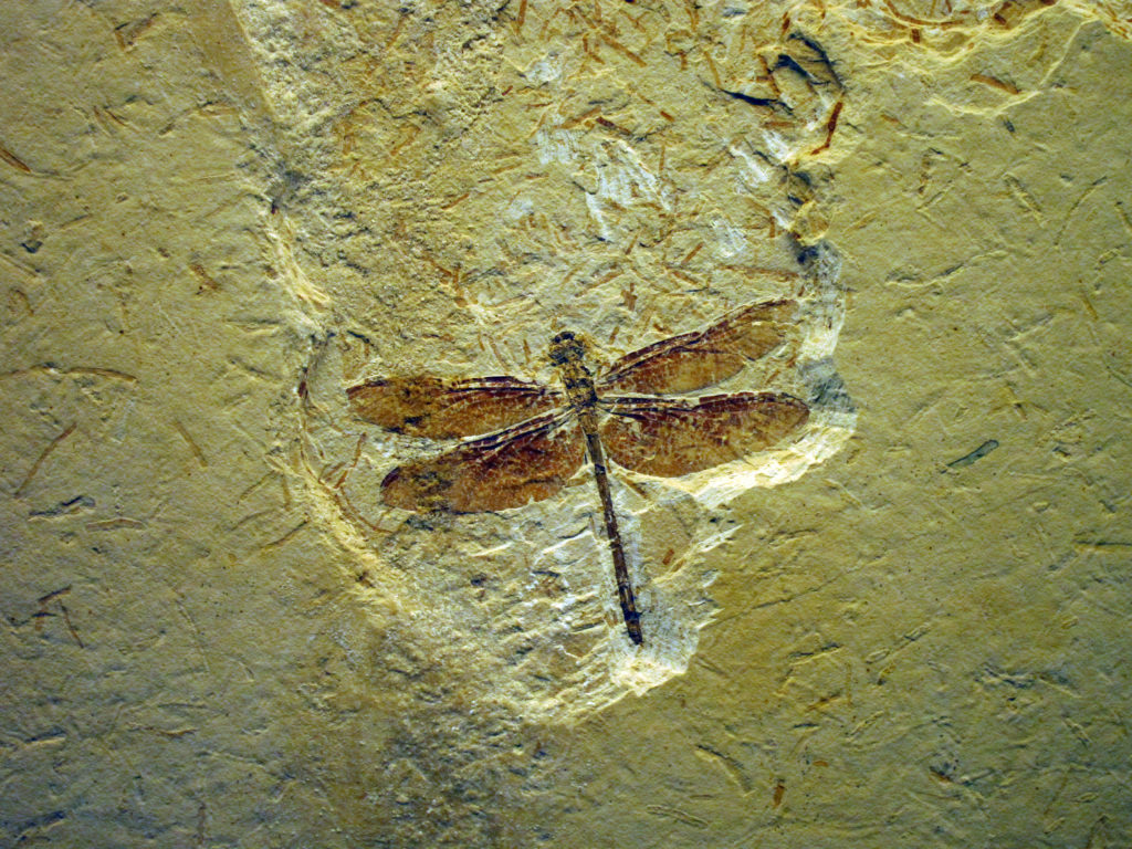 Fossil Record Multimedia Library